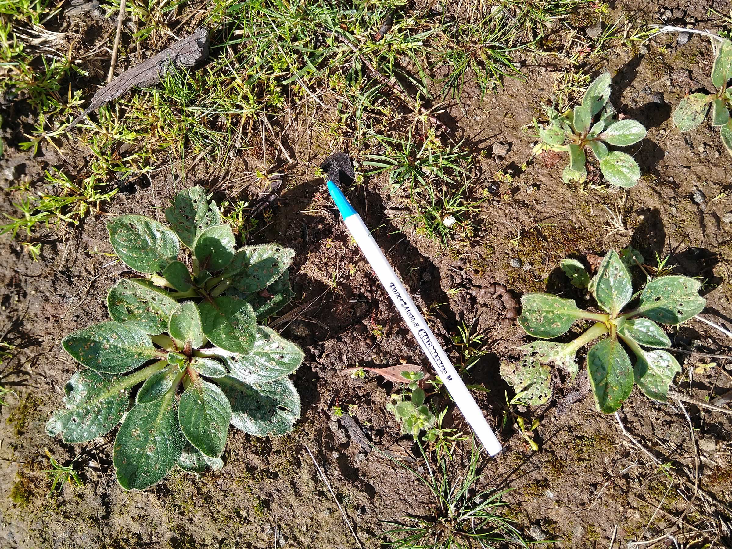 Weed Management in the Southern Midlands | Southern Midlands Council