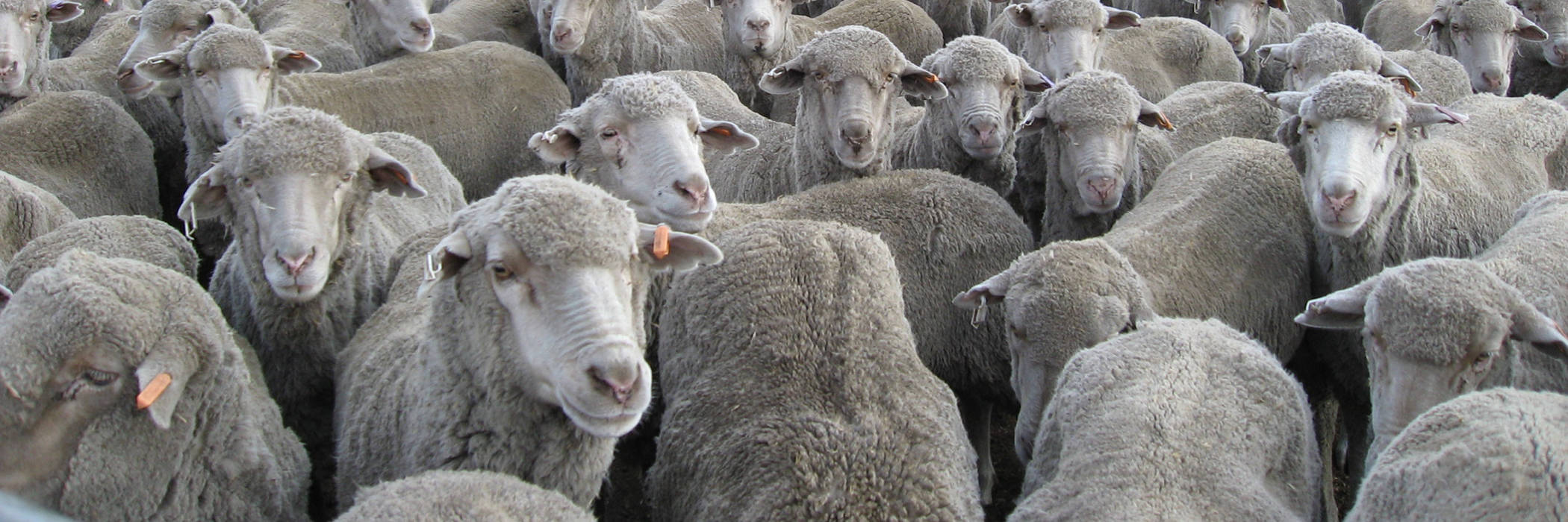 Southern Midlands Council | A rural local government authority located ...