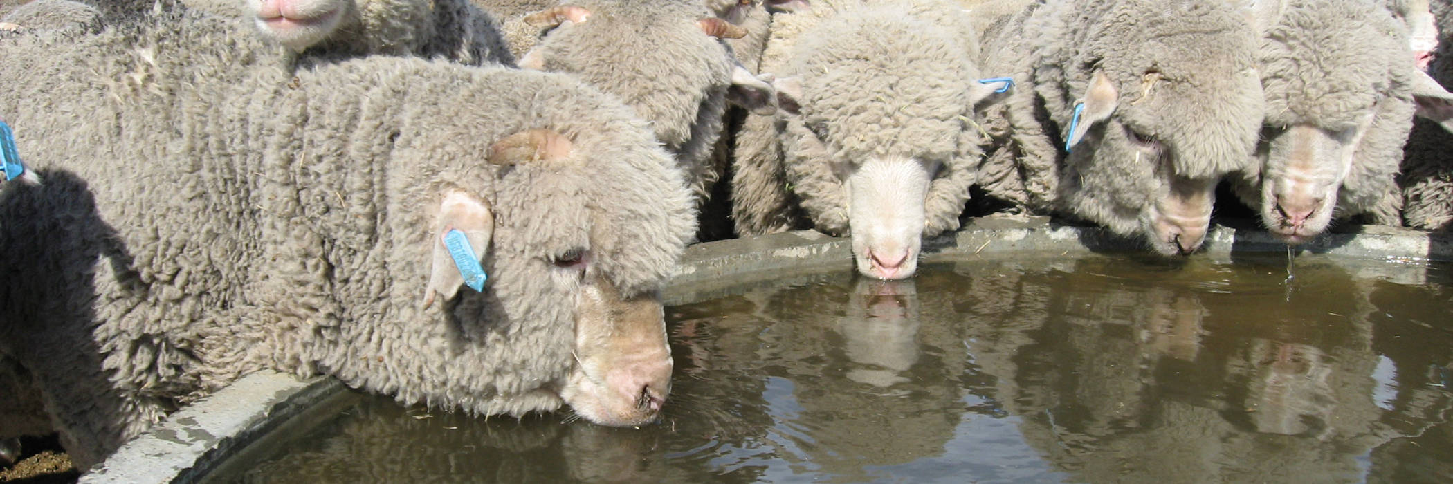 Fact Sheets and Information | Southern Midlands Council