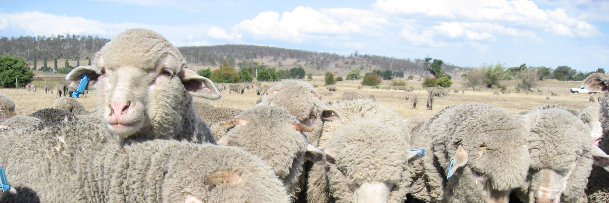 Documents and Publications from Yesteryear | Southern Midlands Council