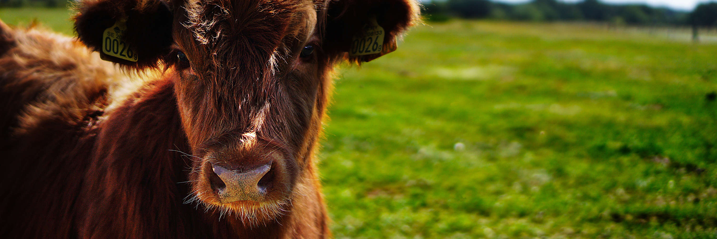 Southern Midlands Council | A rural local government authority located ...